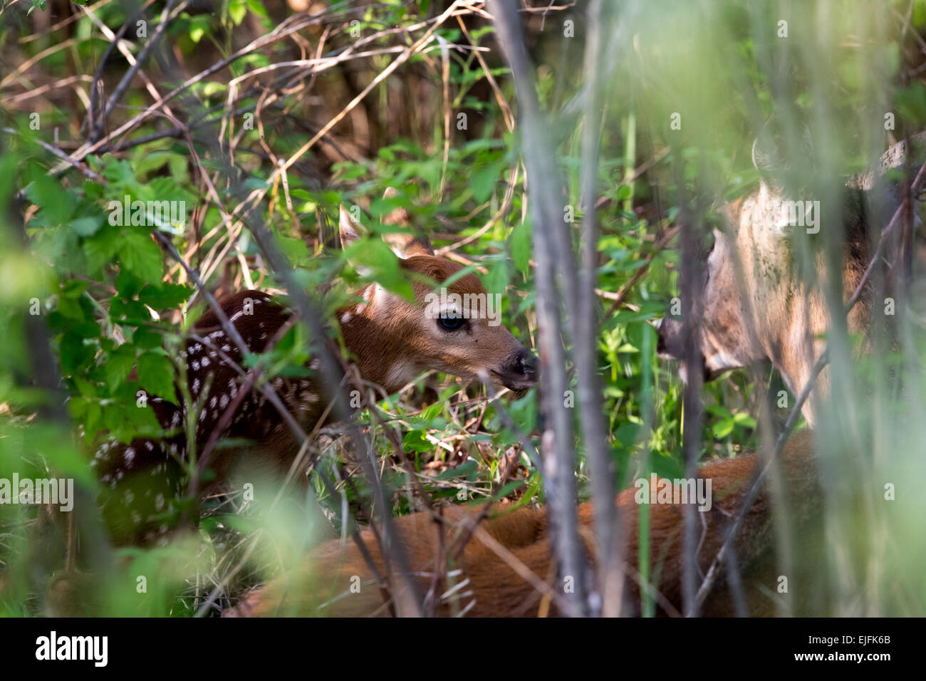 White-tailed doe with newborn fawns Stock Photo - Alamy