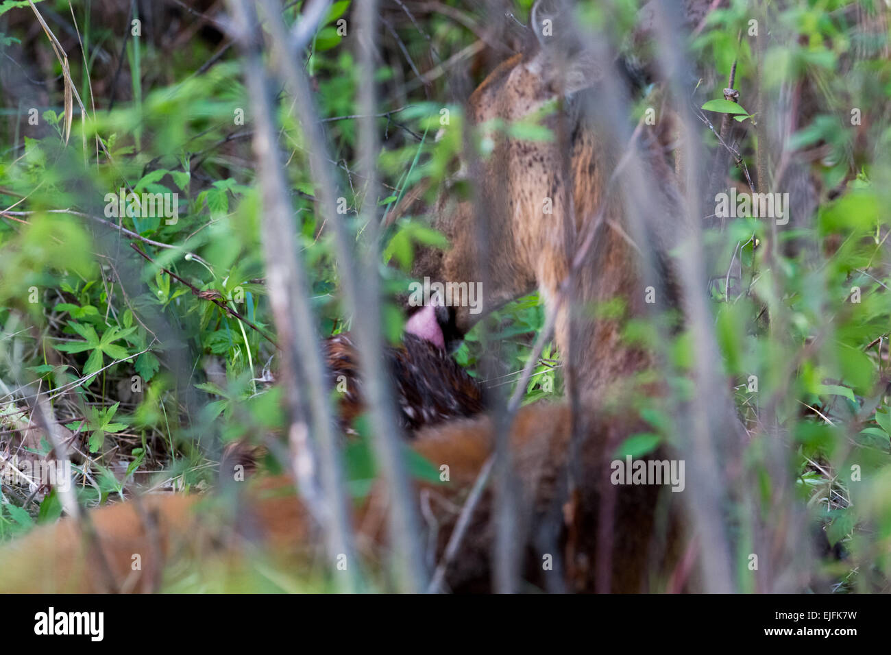 White-tailed doe with newborn fawns Stock Photo - Alamy