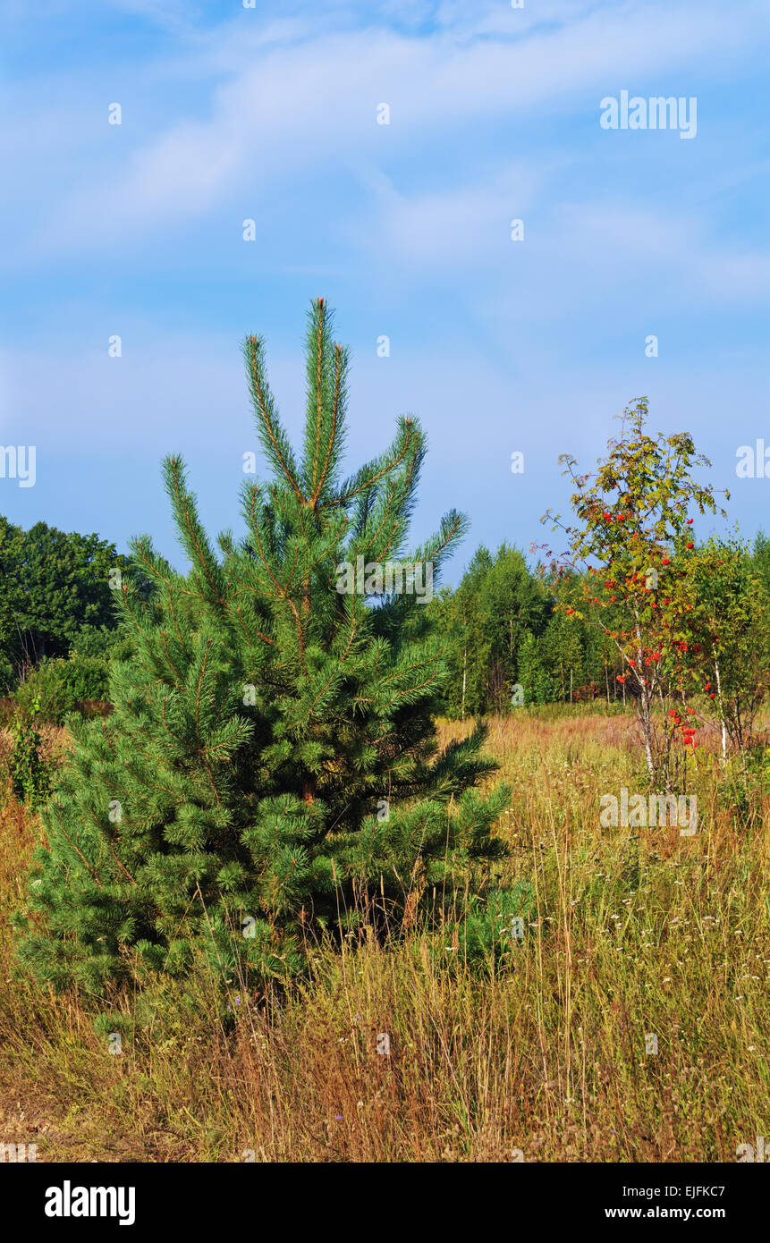 Rural landscape - young pine and rowan-tree on meadow Stock Photo - Alamy