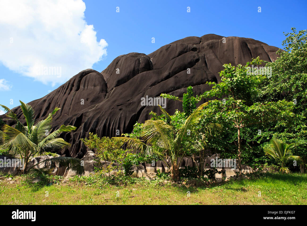 Beautiful enormous black granite rocks in the thickets of tropical ...