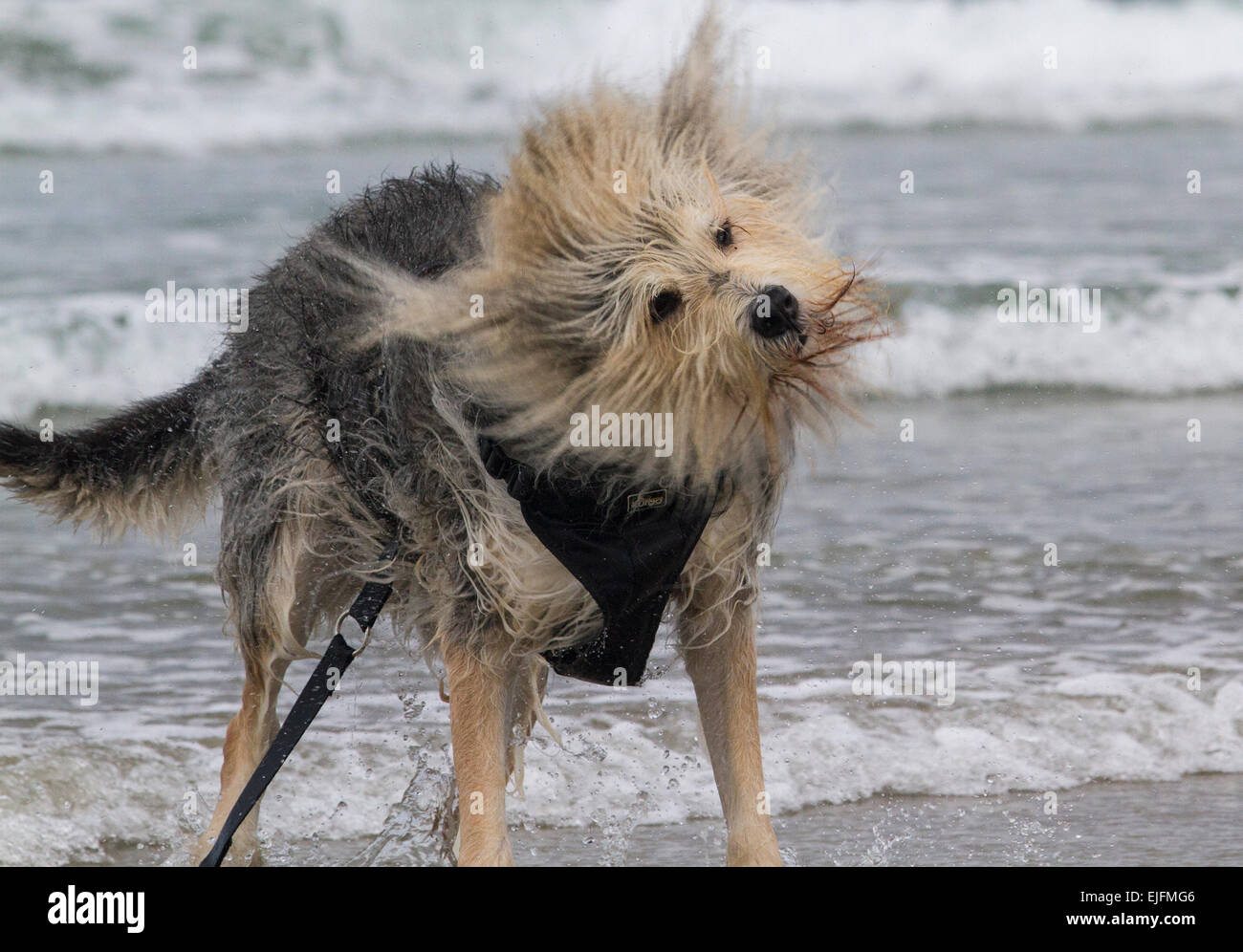 Briard sheepdog hi-res stock photography and images - Alamy
