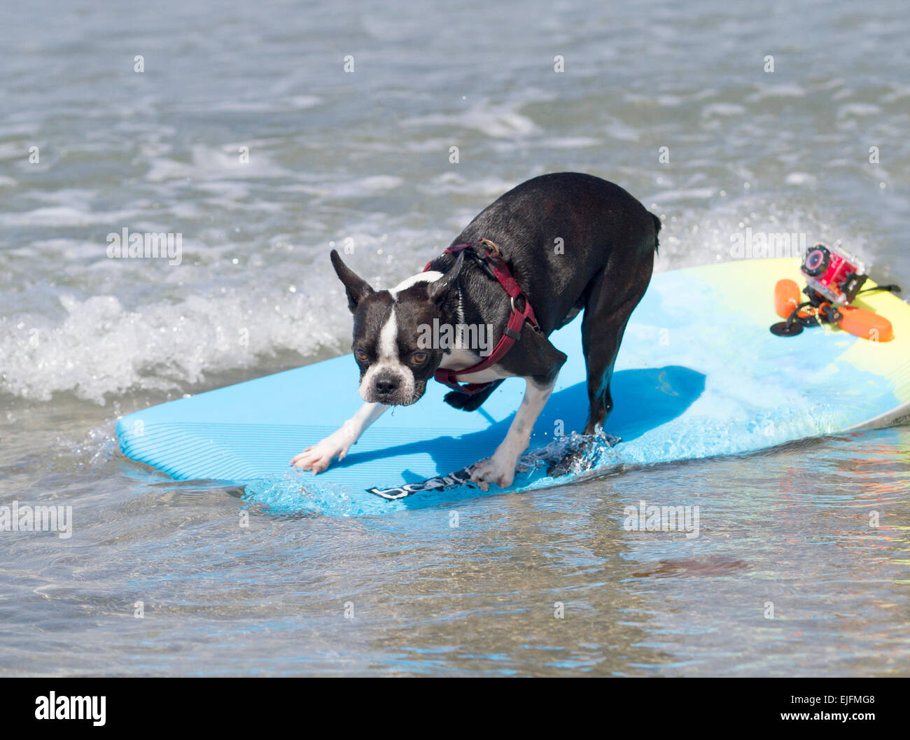 Best surfing waves hi-res stock photography and images - Alamy