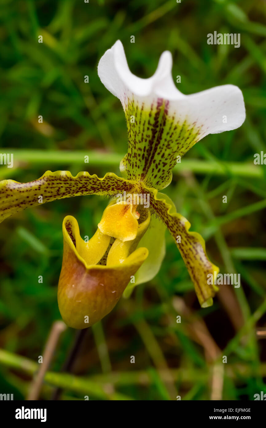 Lady's-slipper orchid (Cypripedium calceolus Stock Photo - Alamy