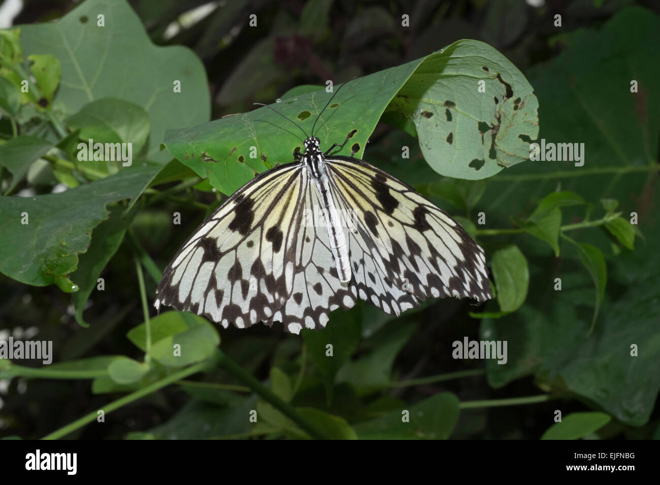 Tree Nymph butterfly feeding Stock Photo - Alamy