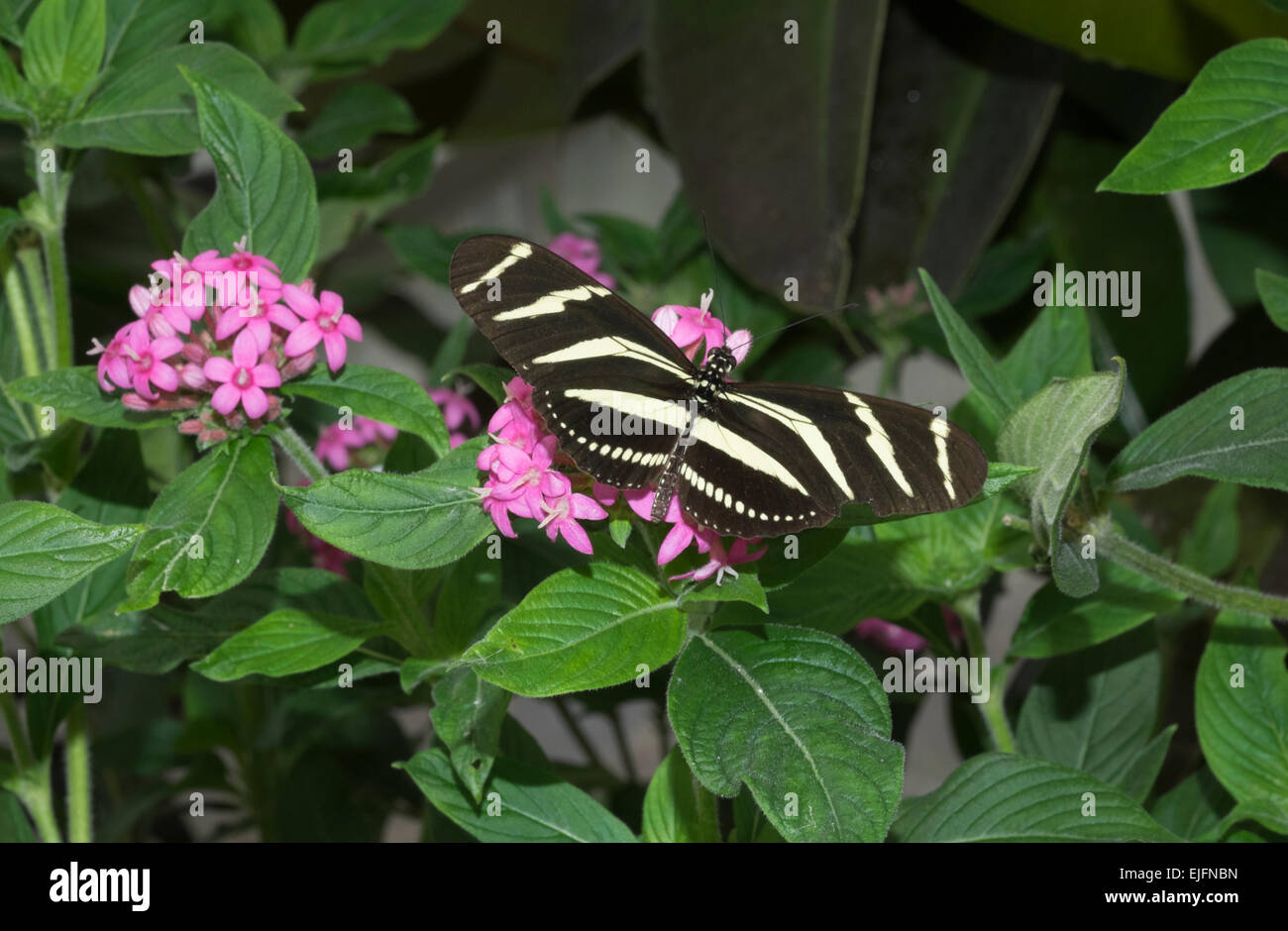 Zebra Longwing butterfly feeding Stock Photo - Alamy