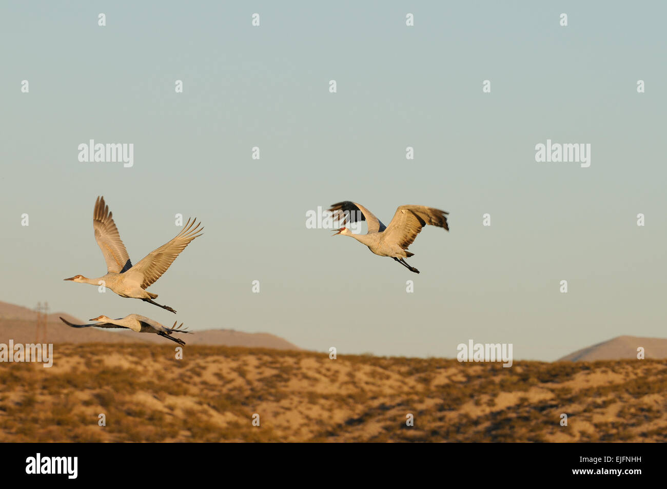 Sandhill Cranes flying over the water at Bosque Del Apache National ...