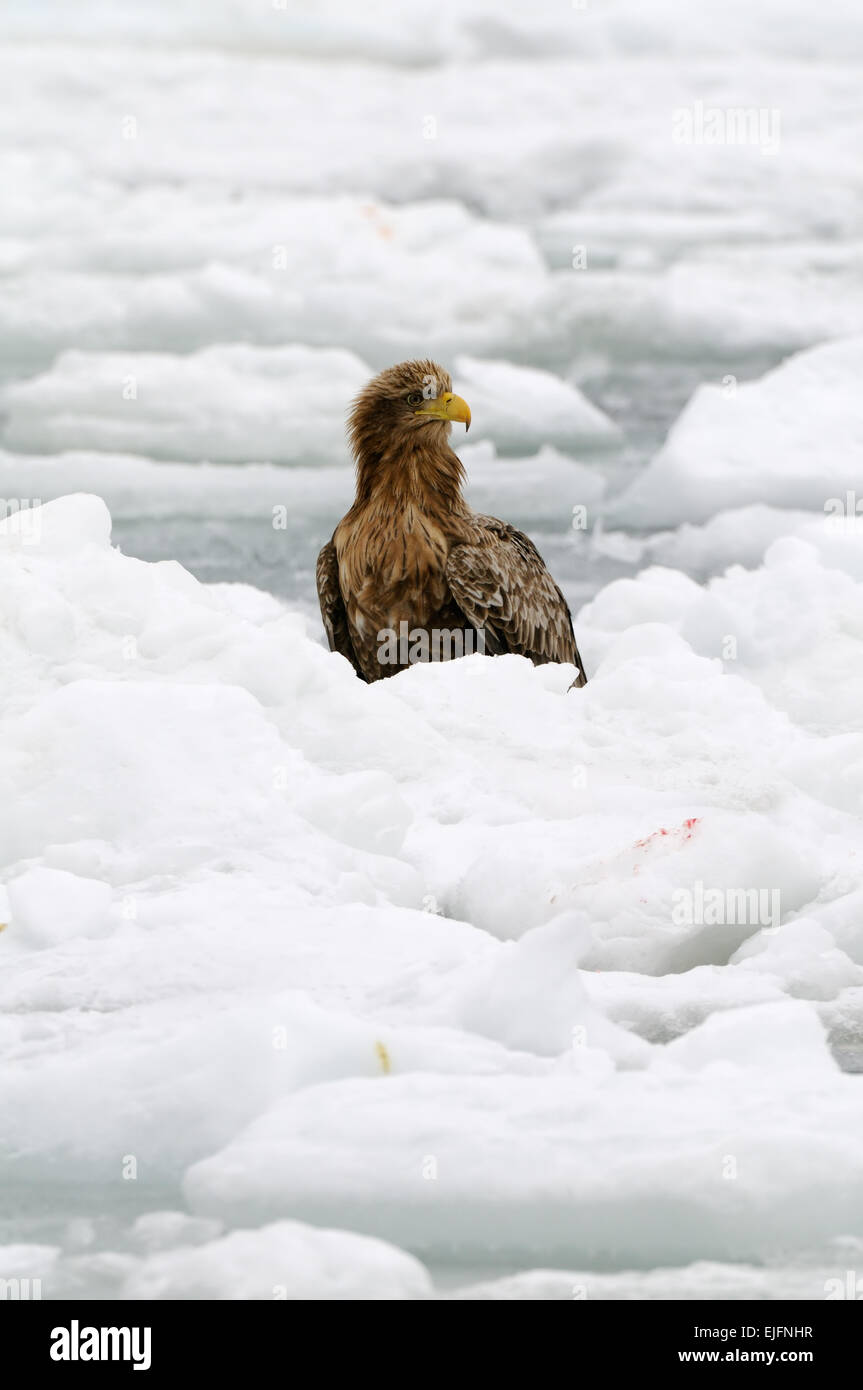 White-tailed Eagle on the drifting ice at Nemuro Strait a few miles ...