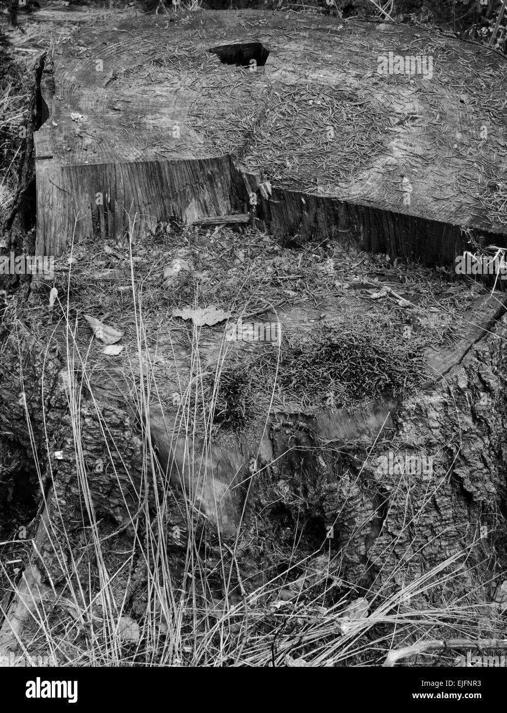 Black stump Black and White Stock Photos & Images - Alamy