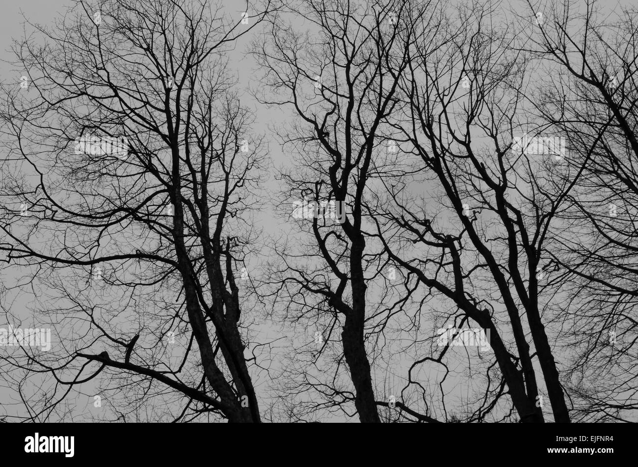 B&W trees silhouettes Stock Photo - Alamy