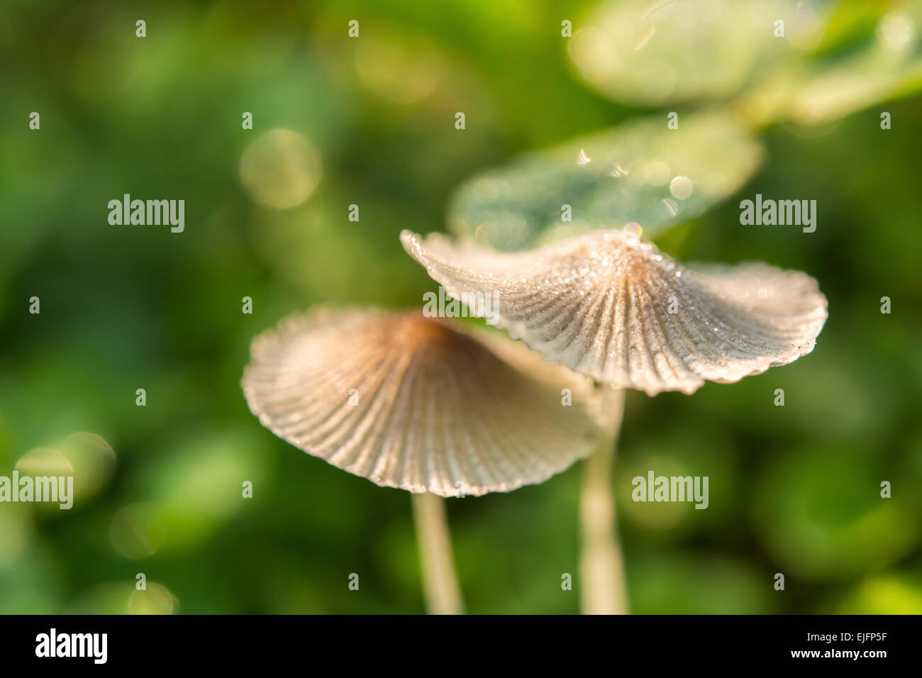 The mushroom is very beautiful in the sunshine in the morning Stock ...