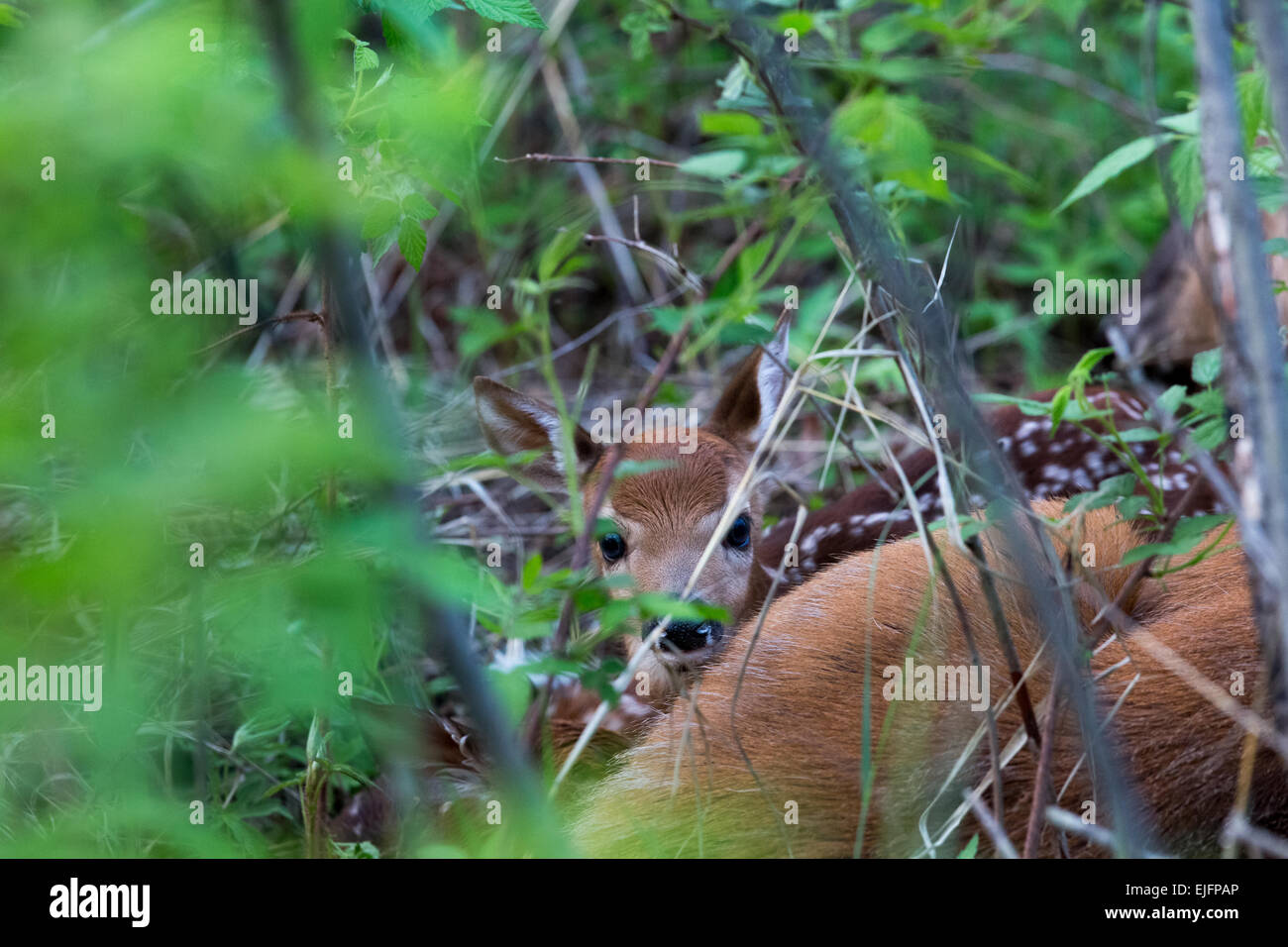 White-tailed doe with newborn fawns Stock Photo - Alamy
