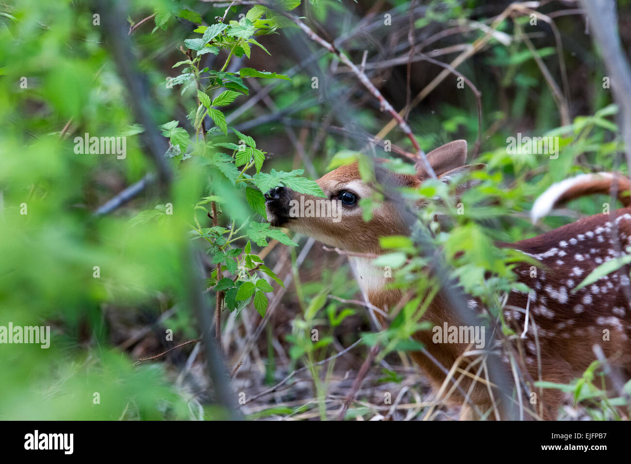 White-tailed doe with newborn fawns Stock Photo - Alamy