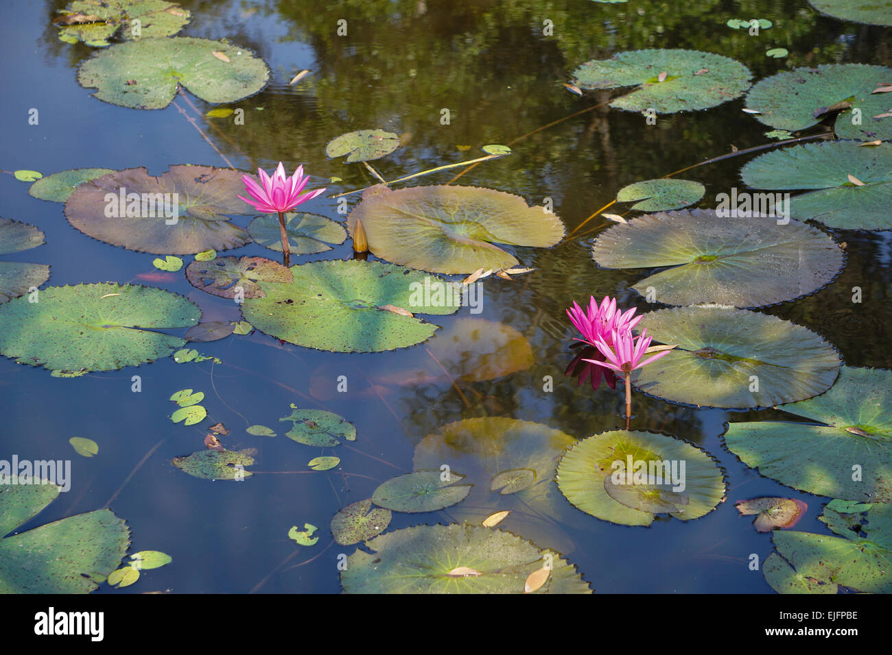 Water lily flowers bloom in the pond Stock Photo - Alamy