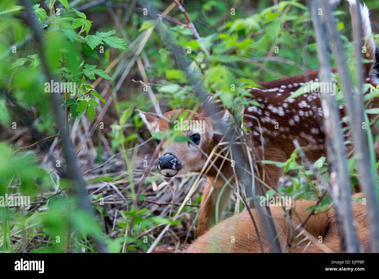 White-tailed doe with newborn fawns Stock Photo - Alamy
