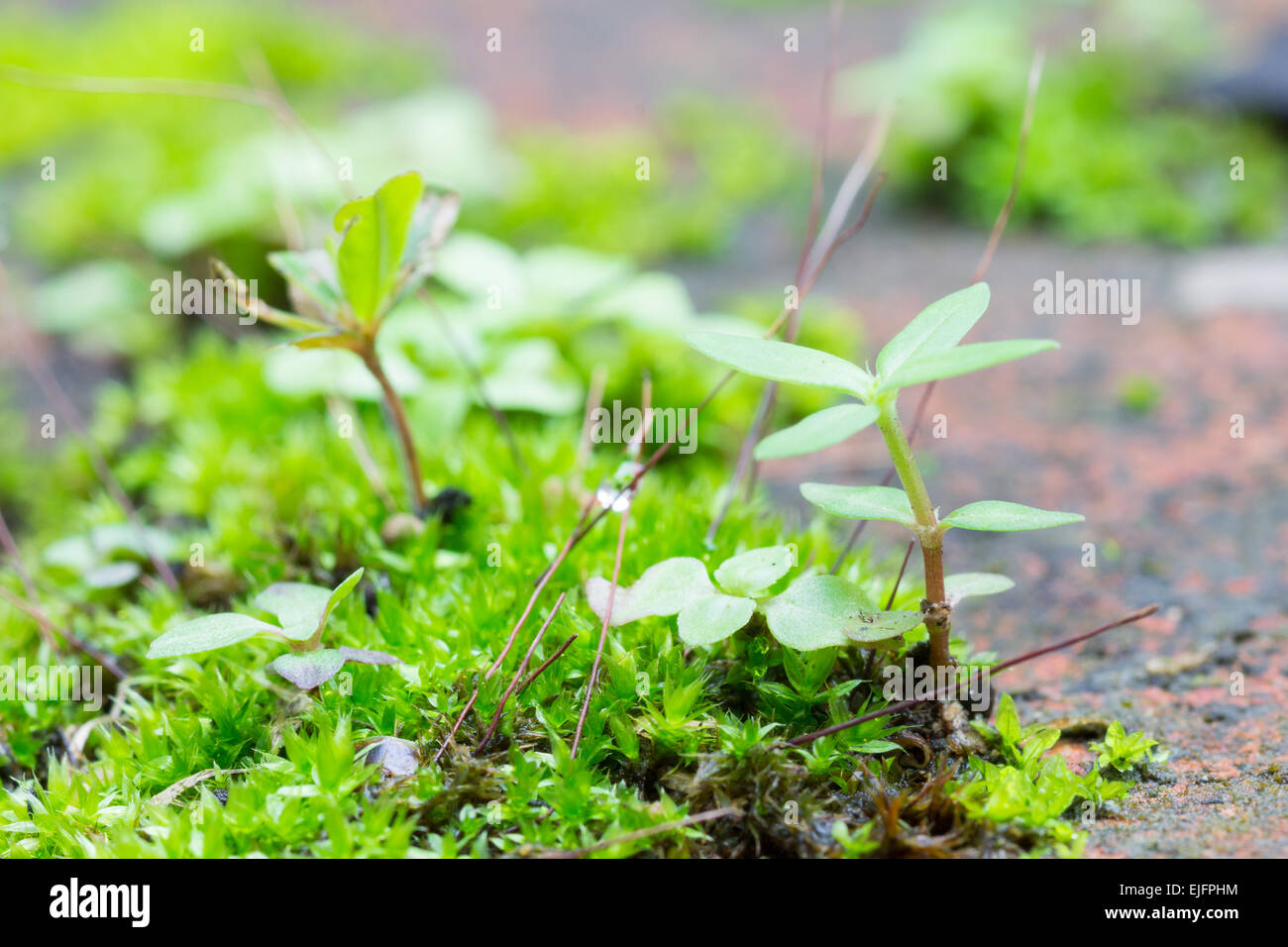 Green little tree and moss in marshland. Small tree on green leaf ...