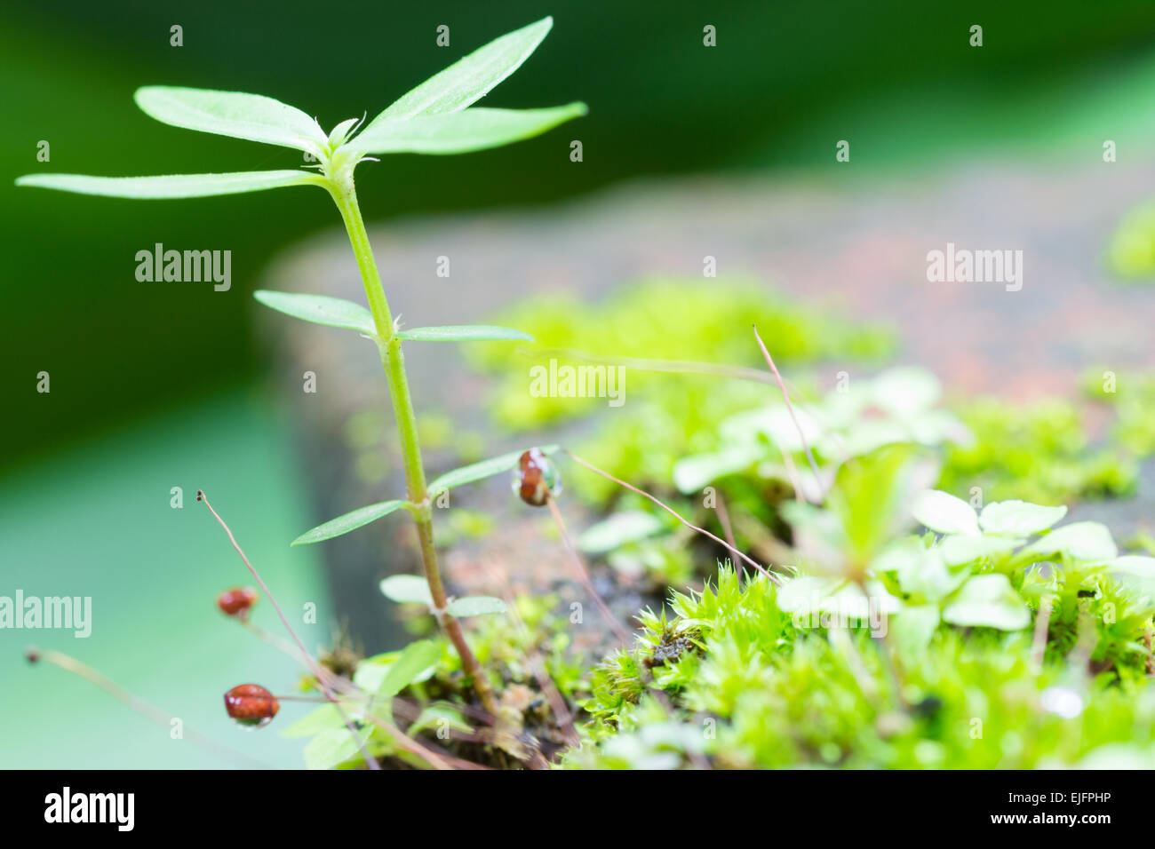 Green little tree and moss in marshland. Small tree on green leaf ...