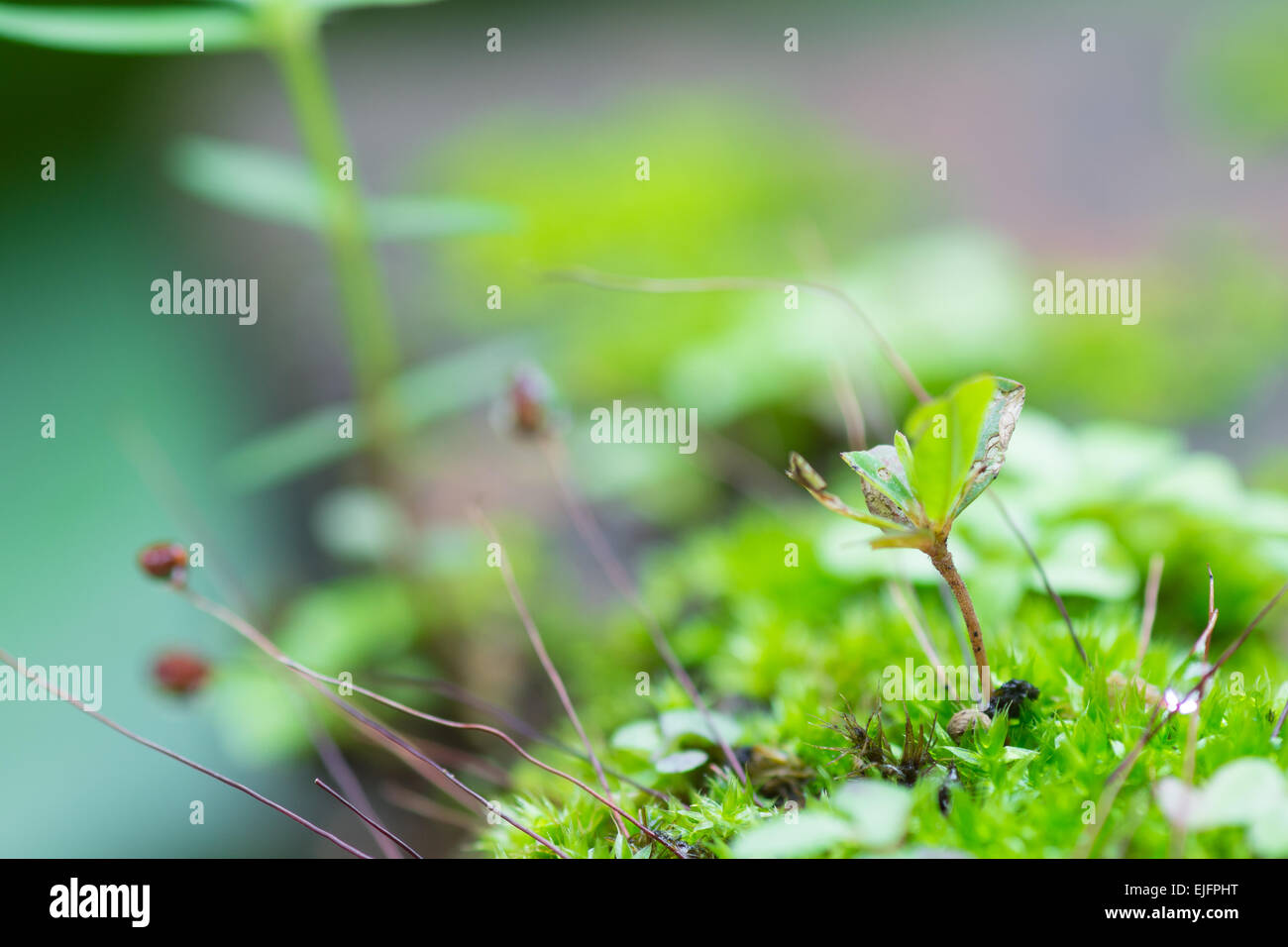 Green little tree or moss in marshland. Small tree on green leaf ...