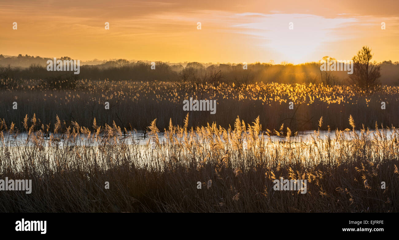 Sunset through the Reed Beds on the Somerset Levels. Shapwick Heath ...