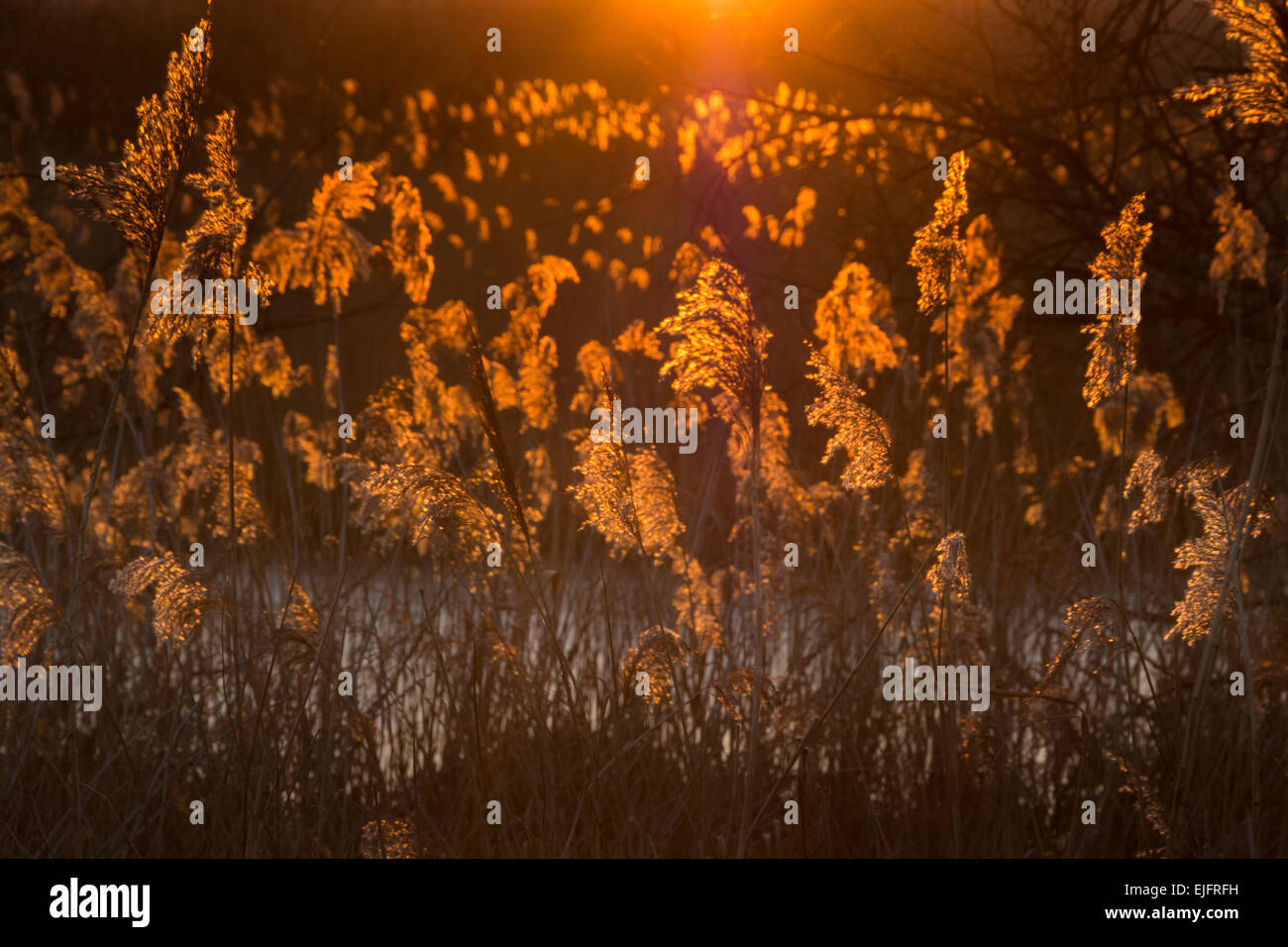 Sunset through the Reed Beds on the Somerset Levels. Shapwick Heath ...