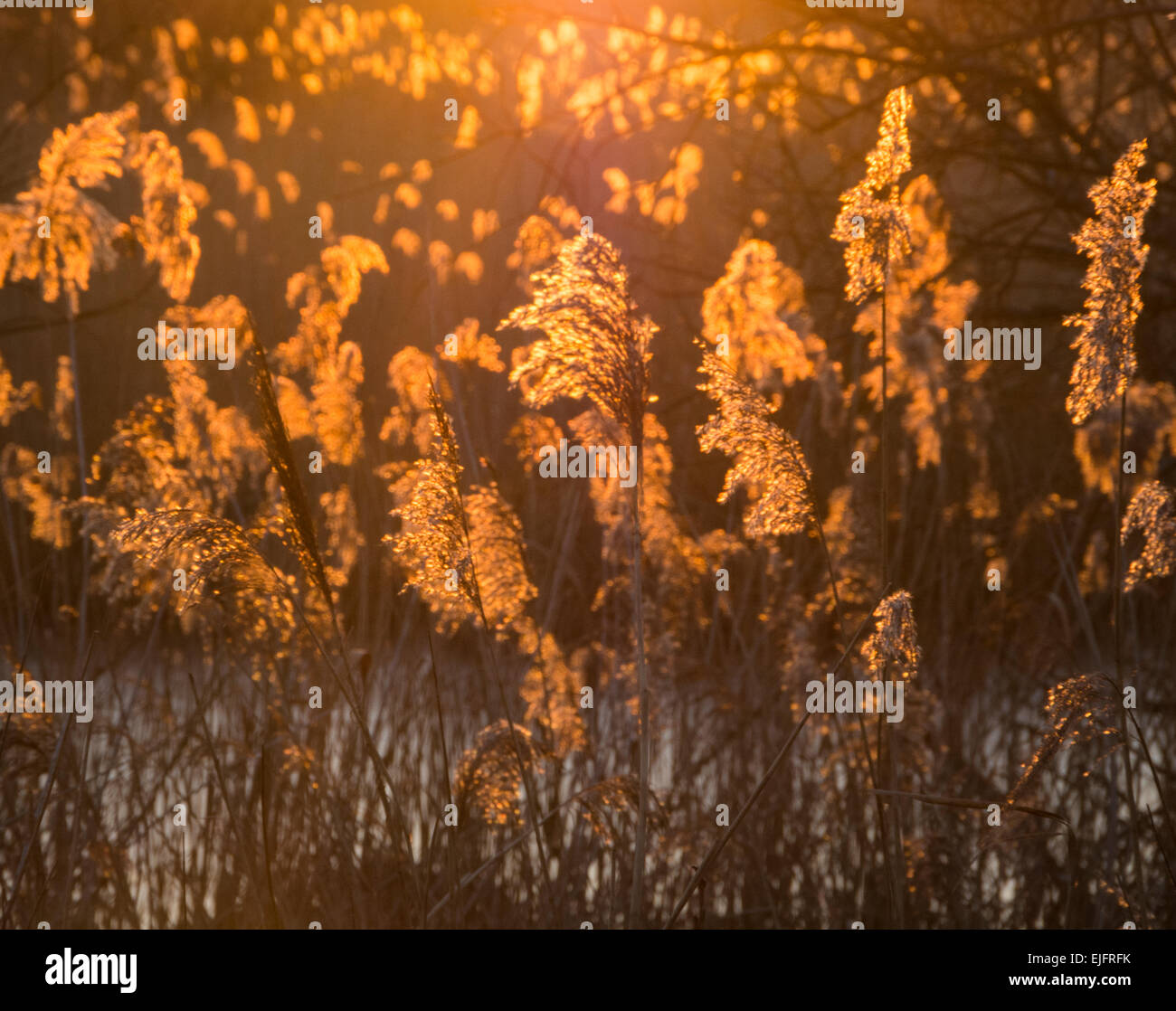 Sunset through the Reed Beds on the Somerset Levels. Shapwick Heath ...