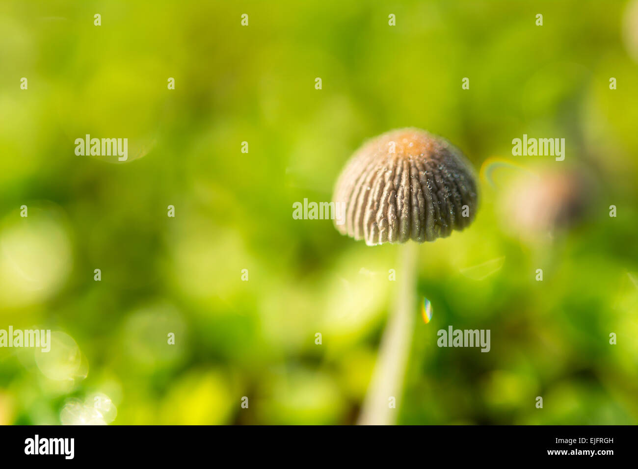 The mushroom is very beautiful in the sunshine in the morning Stock ...