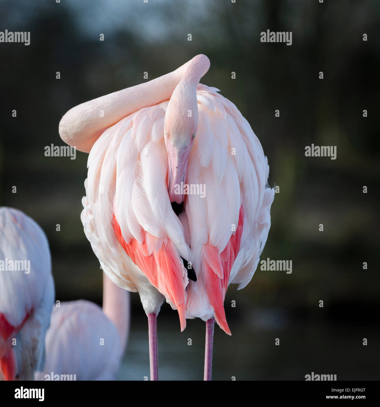 Captive flamingo hi-res stock photography and images - Alamy