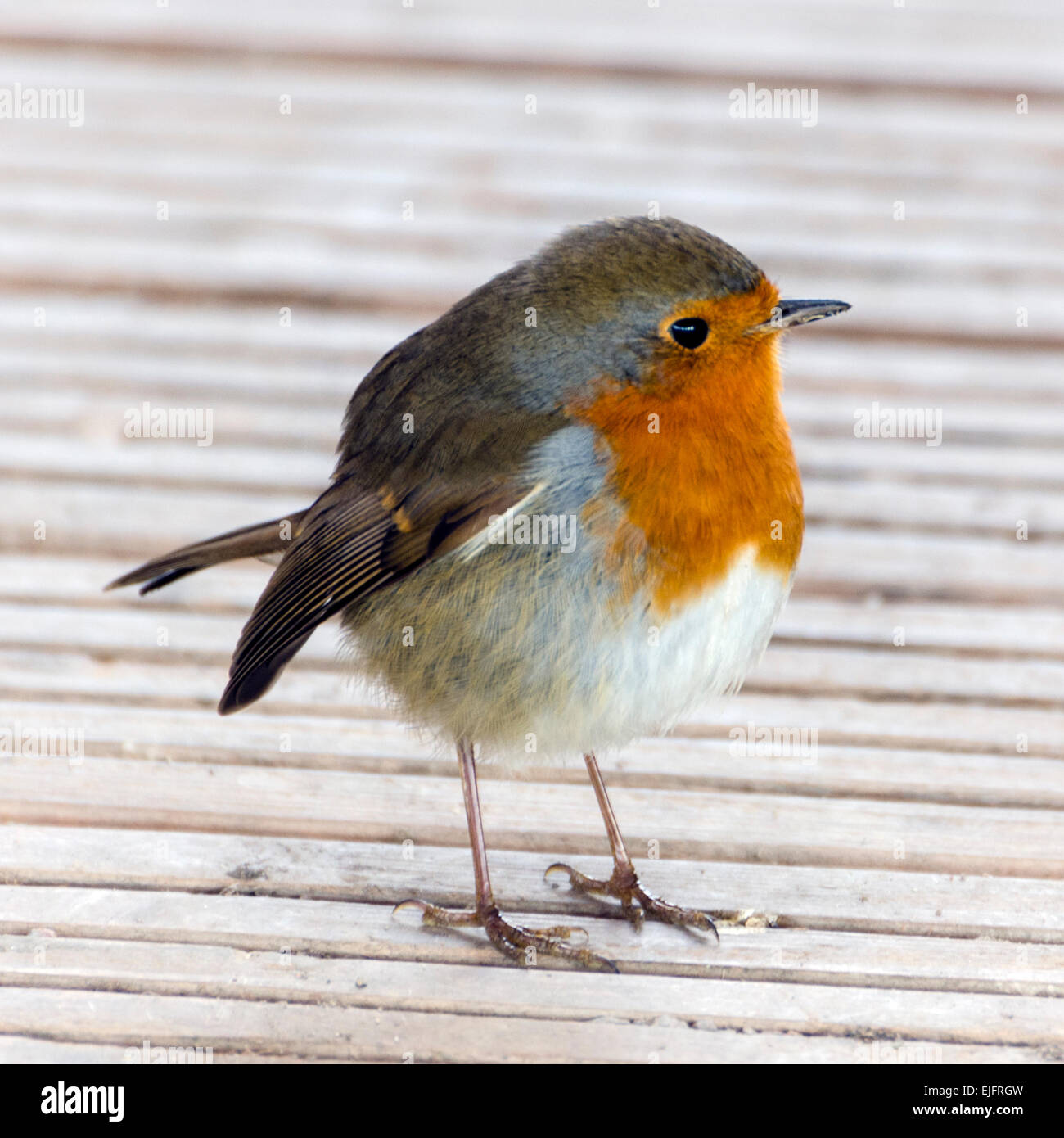 Robin on a wooden deck Stock Photo - Alamy
