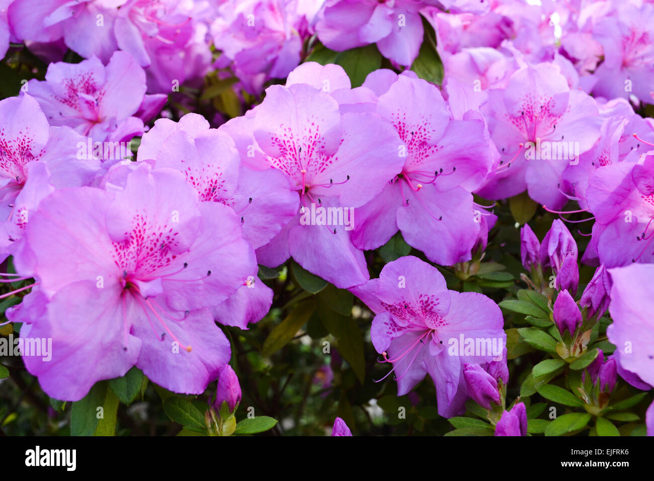 Azalia flowers hi-res stock photography and images - Alamy