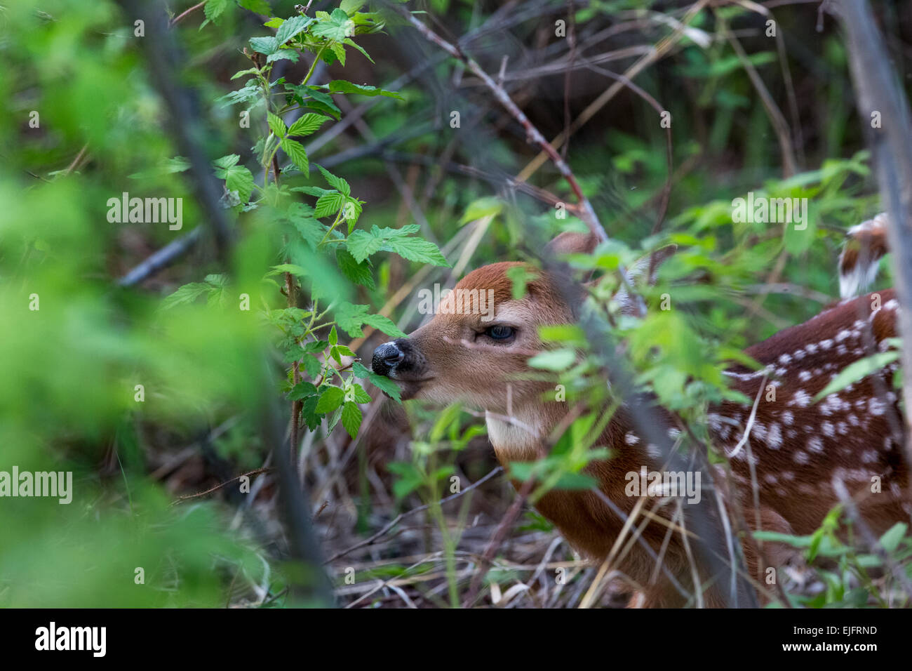 White-tailed doe with newborn fawns Stock Photo - Alamy