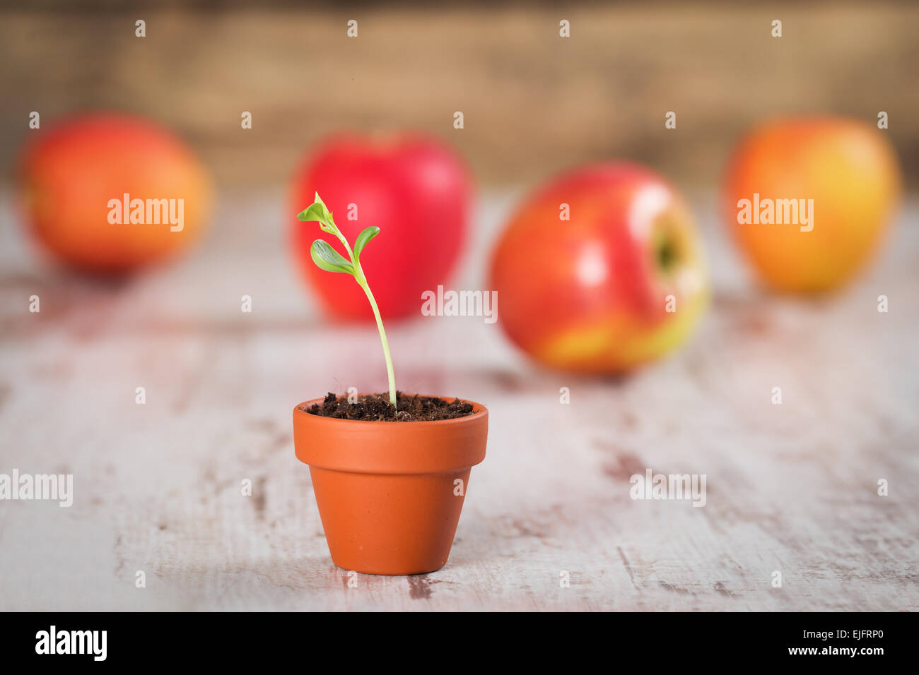Young apple sprout on a wooden background Stock Photo - Alamy