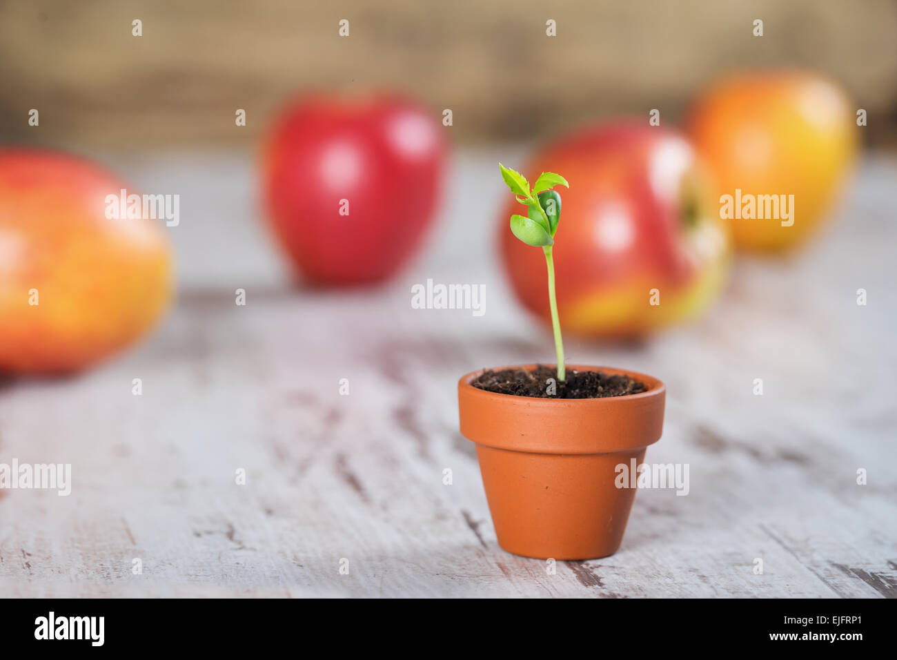 Apple tree pot hi-res stock photography and images - Alamy