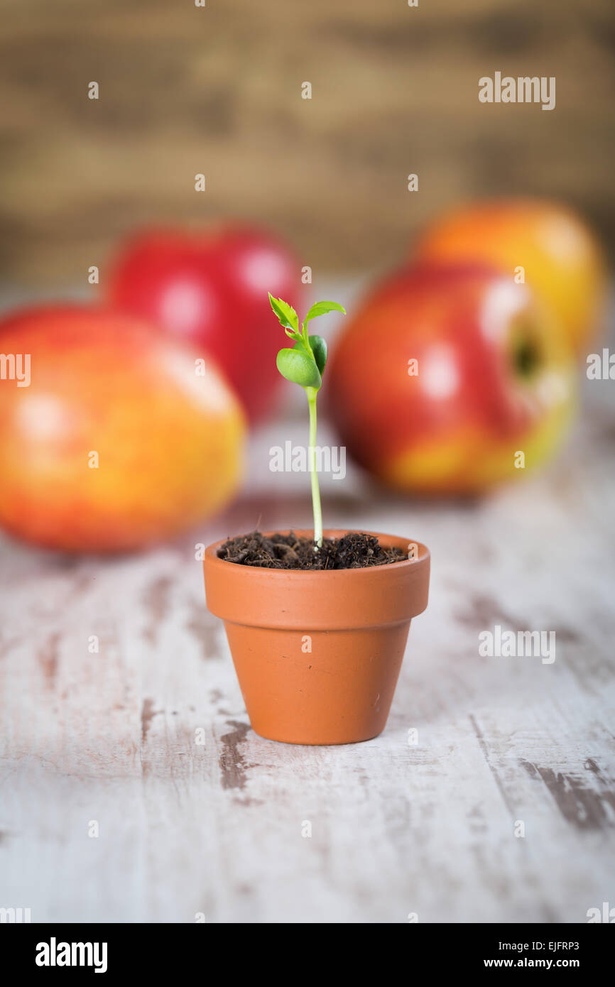 Apple tree pot hi-res stock photography and images - Alamy