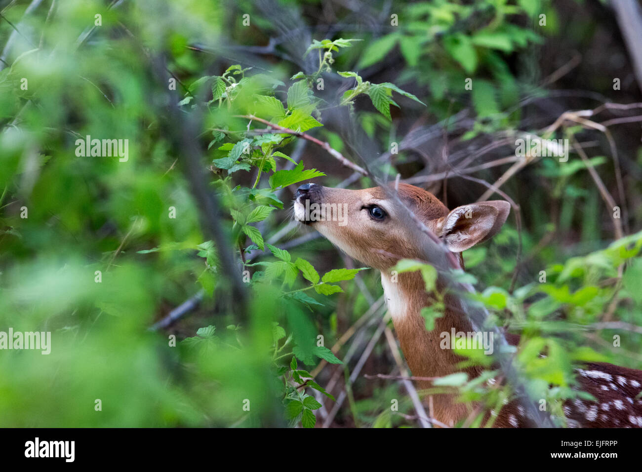 White-tailed doe with newborn fawns Stock Photo - Alamy