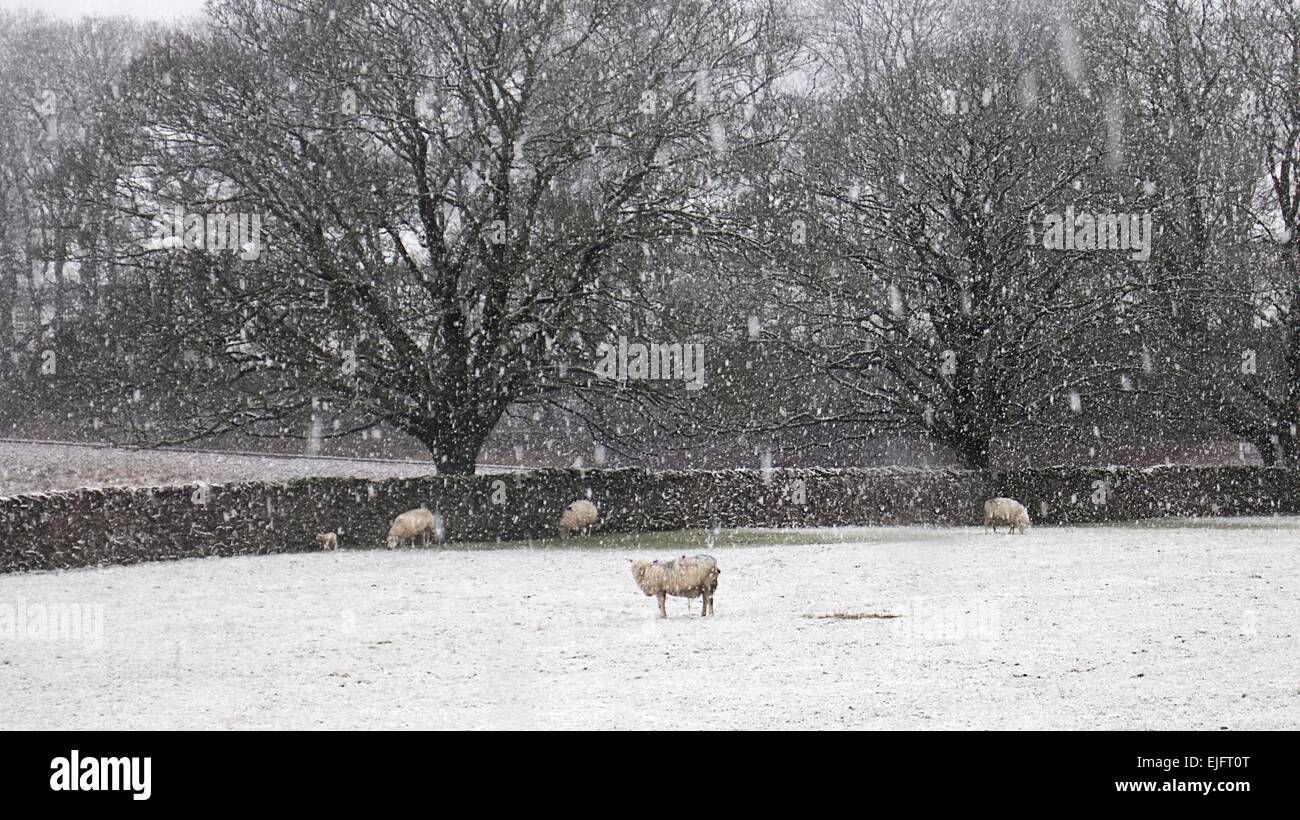 Backed by trees hi-res stock photography and images - Alamy