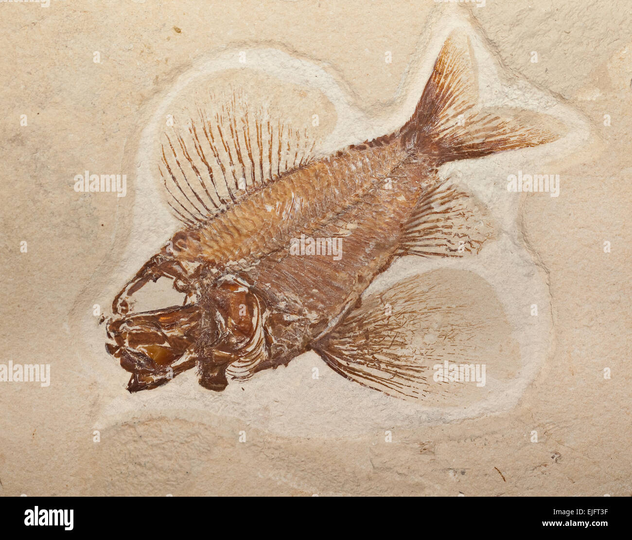 Fish taxonomy hi-res stock photography and images - Alamy