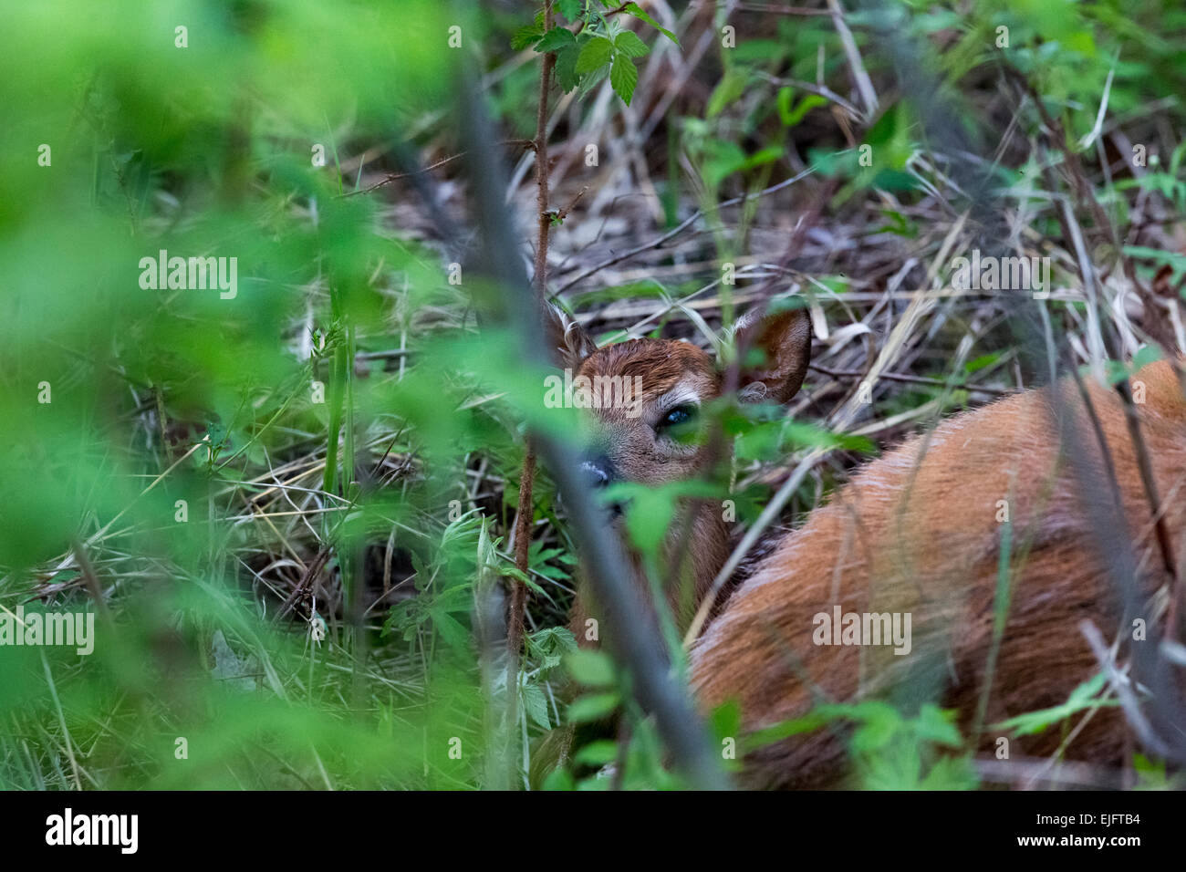 White-tailed doe with newborn fawns Stock Photo - Alamy