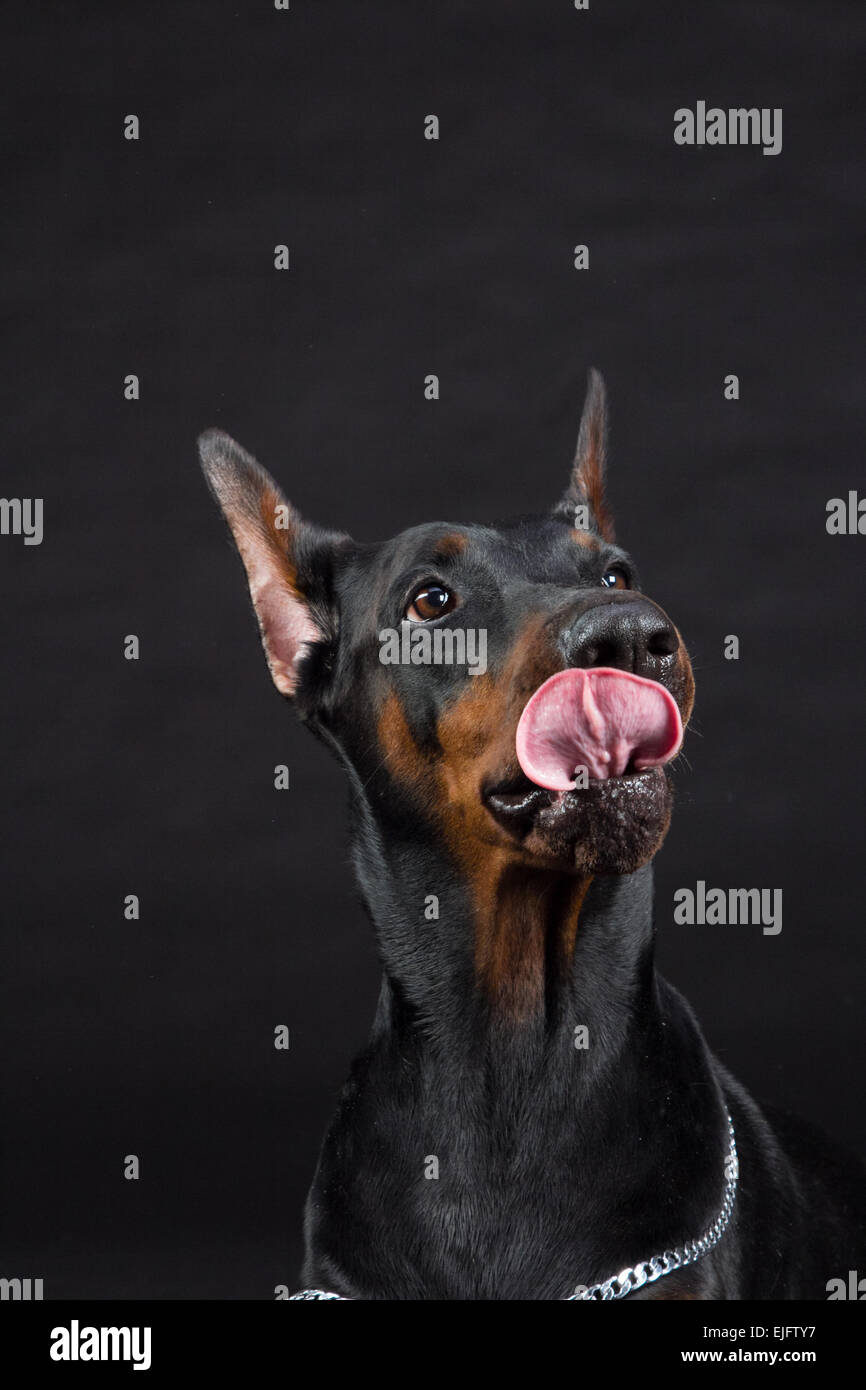 Doberman Pinscher portrait on black. Studio shot of female dog Stock ...