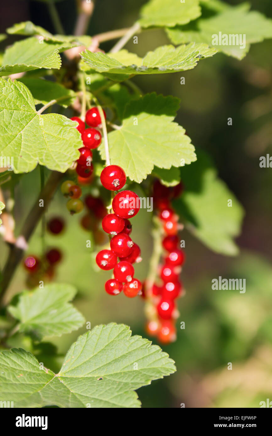 Red current fresh garden on a bush Stock Photo - Alamy