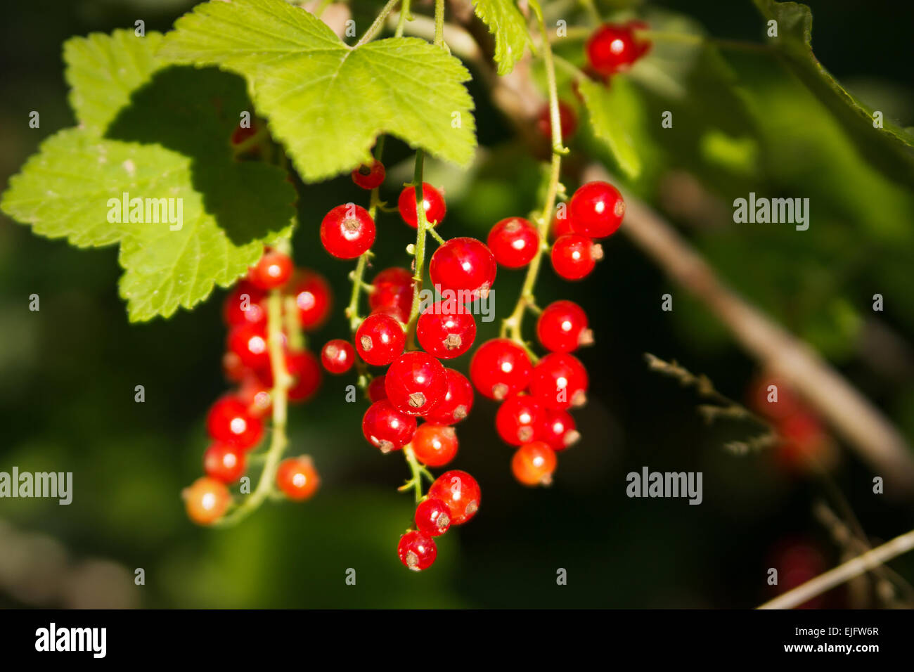Fresh Red current on a bush in the garden Stock Photo - Alamy