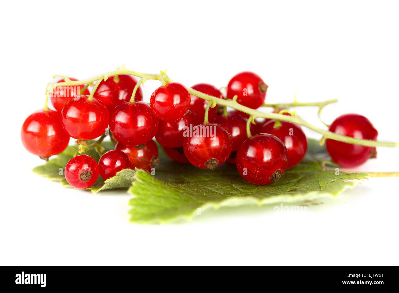 Red current fresh garden on white background Stock Photo - Alamy
