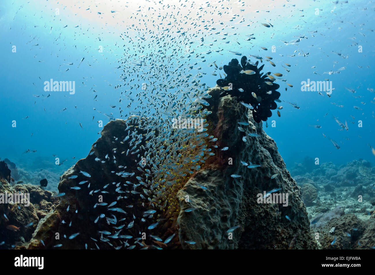 Glass fish schooling around a marine sponge (Parapriacanthus ransonneti ...