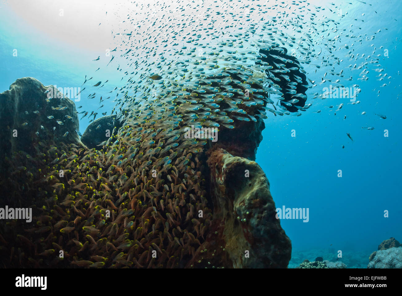 Glass fish schooling around a marine sponge (Parapriacanthus ransonneti ...