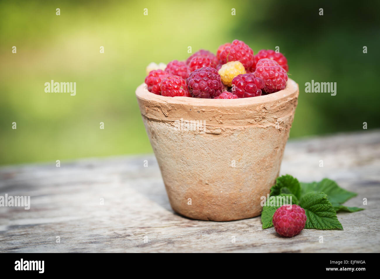 Fresh juicy sweet Raspberries in the garden Stock Photo - Alamy