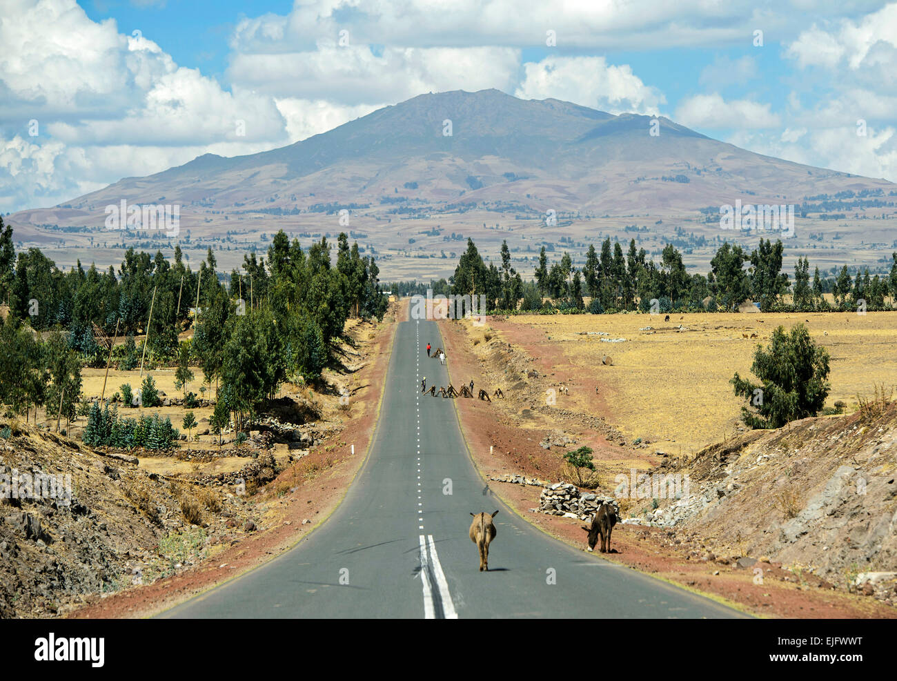 Asphalted road no. 8 between Adama, also known as Nazareth, and Dodola ...