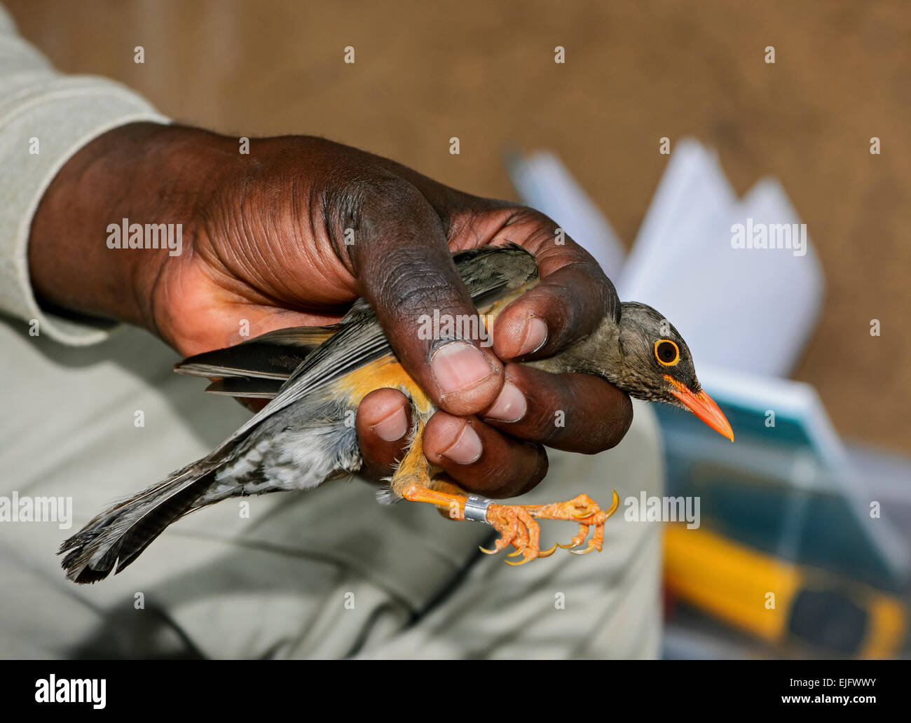 Abyssinicus hi-res stock photography and images - Alamy