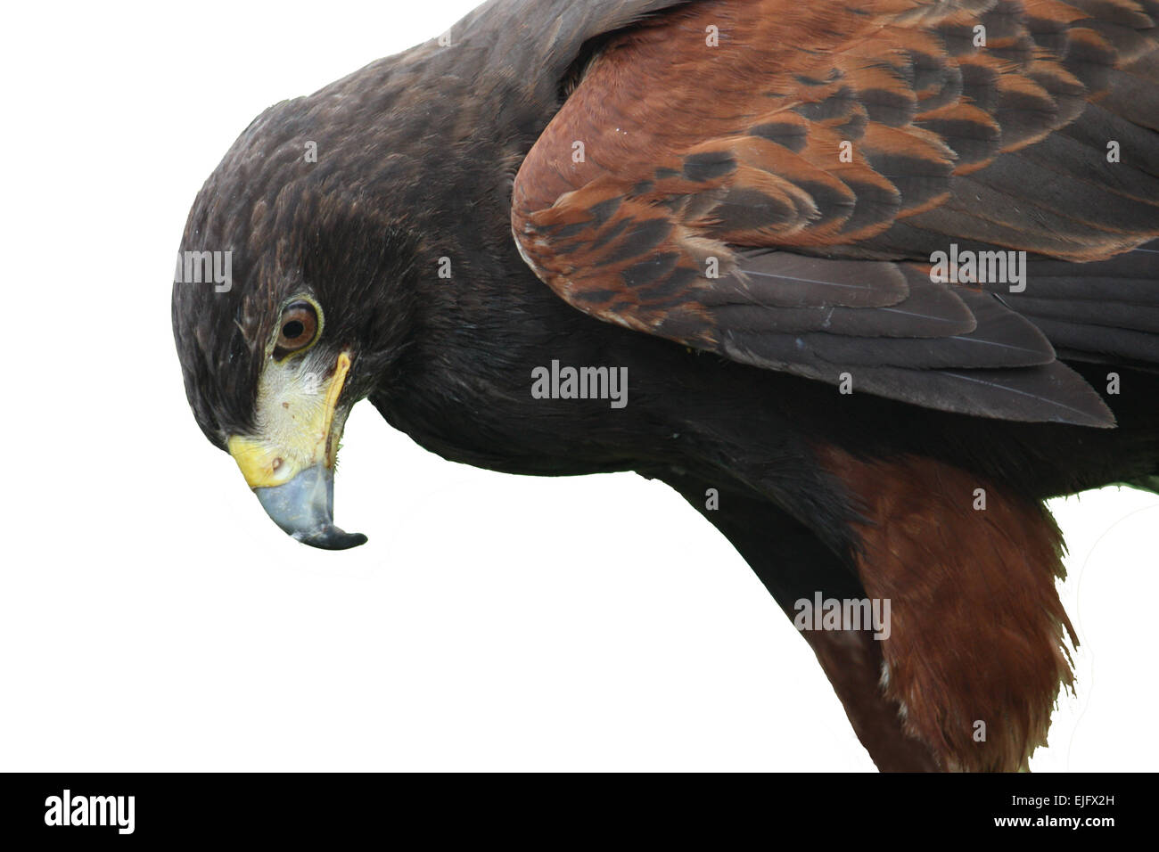 Fantastic brown hawk raptor Stock Photo - Alamy