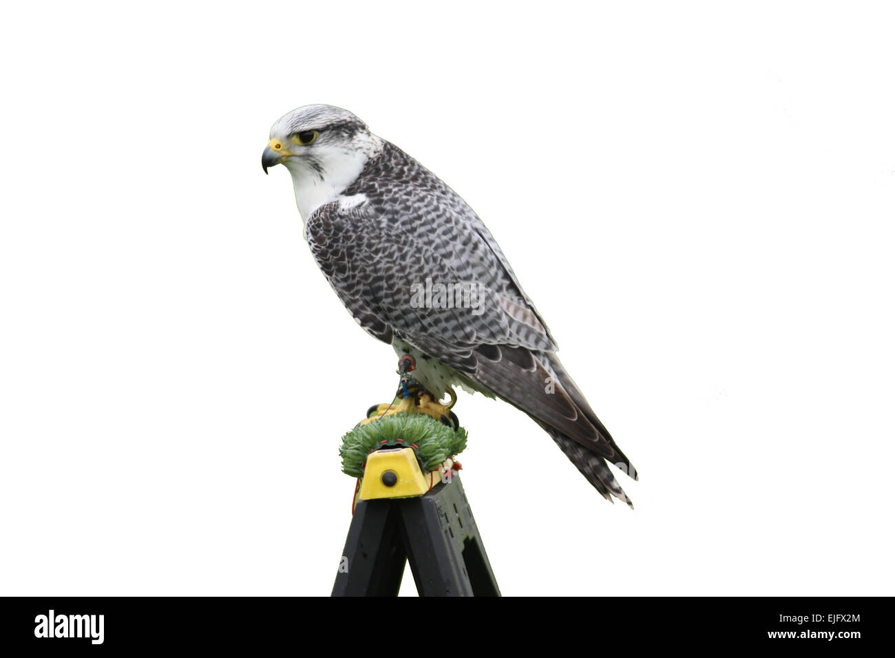 beautiful white arctic hawk Stock Photo - Alamy