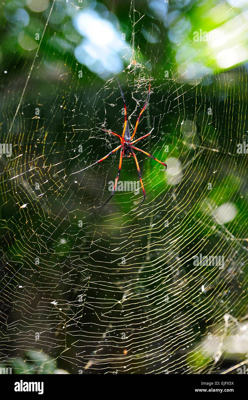 Red-legged golden orb-web spider (Nephila inaurata), Coco Iceland, Ile ...
