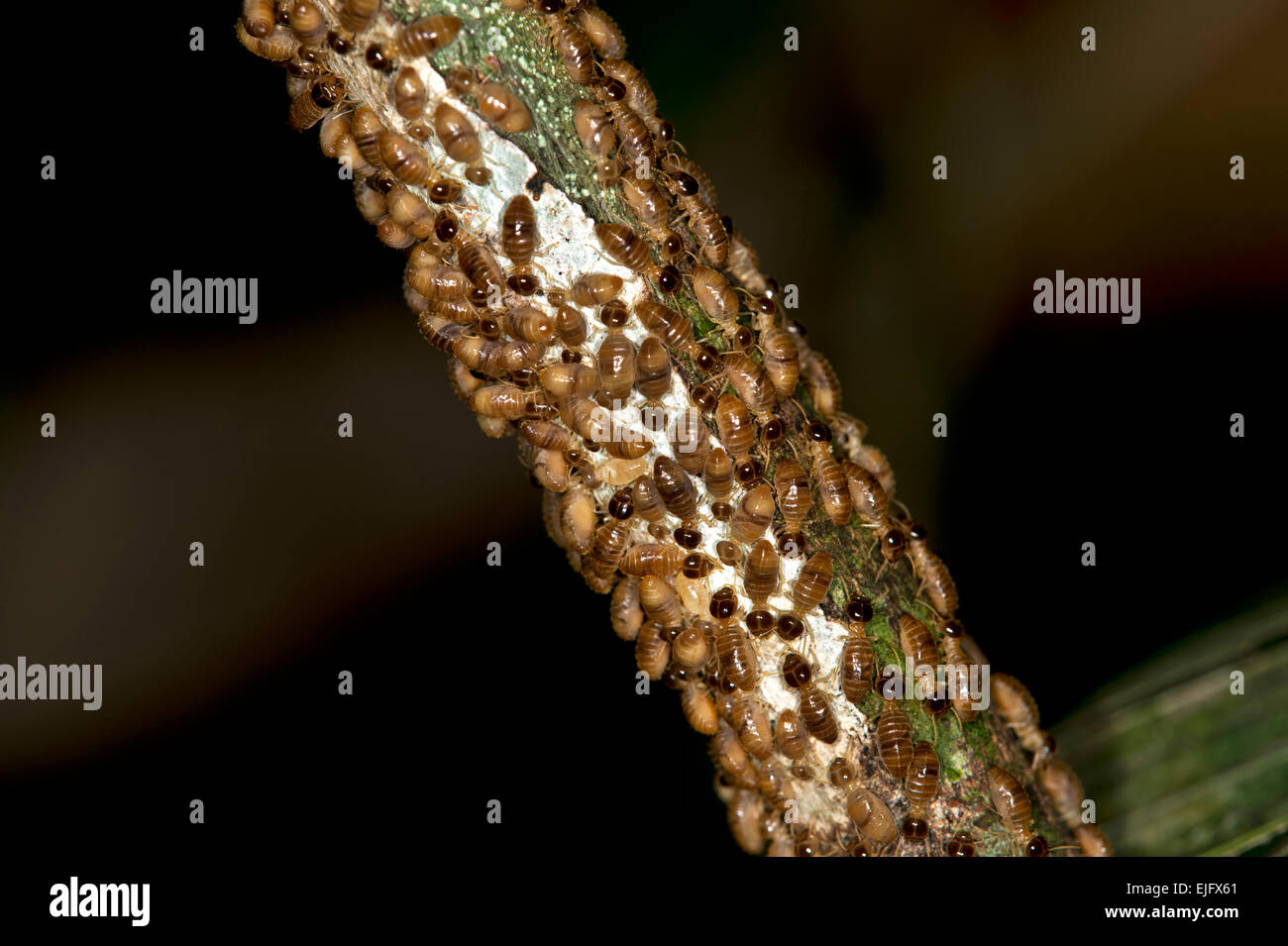 Rhinotermitidae termites (Rhinotermitidae), Tambopata Nature Reserve ...
