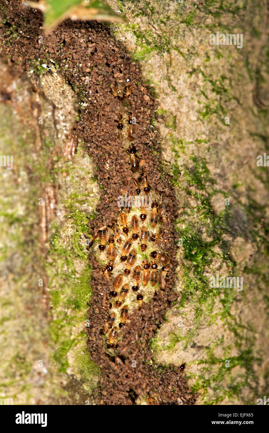 Rhinotermitidae hi-res stock photography and images - Alamy